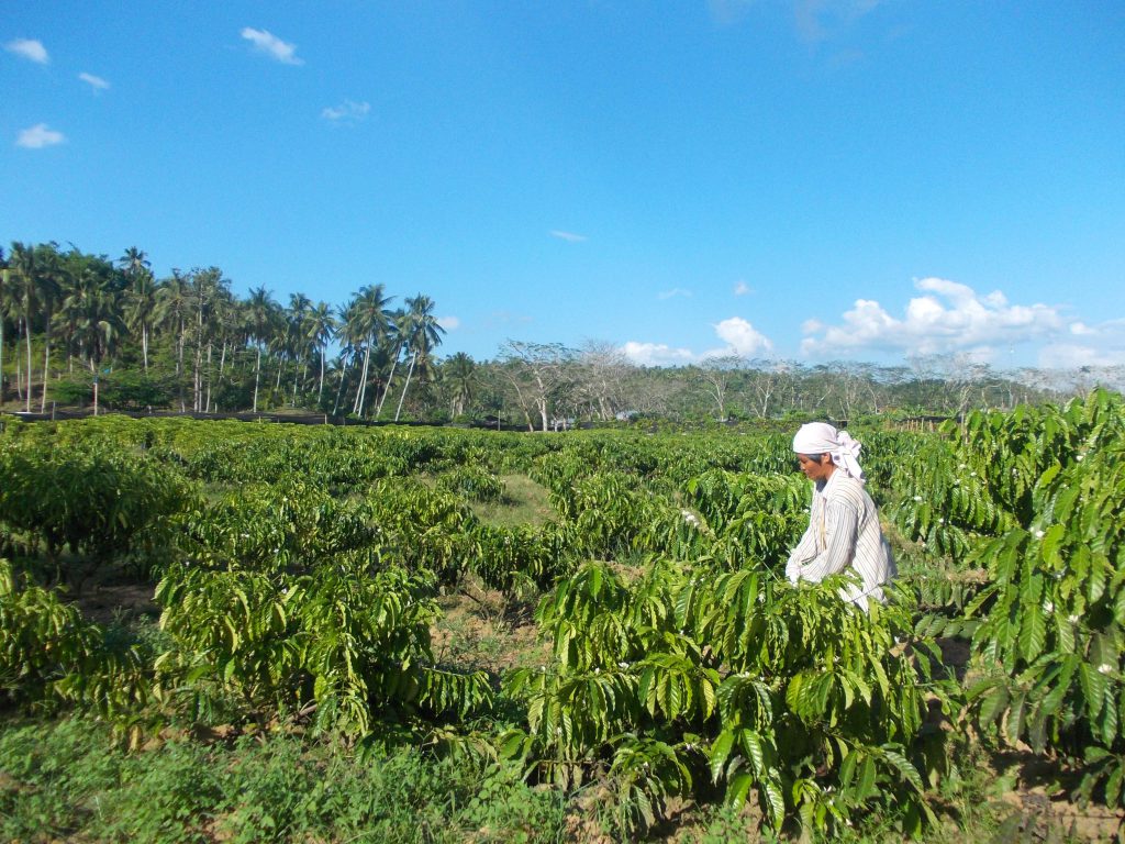 The Philippines in the Coffee Value Chain: Past & Present